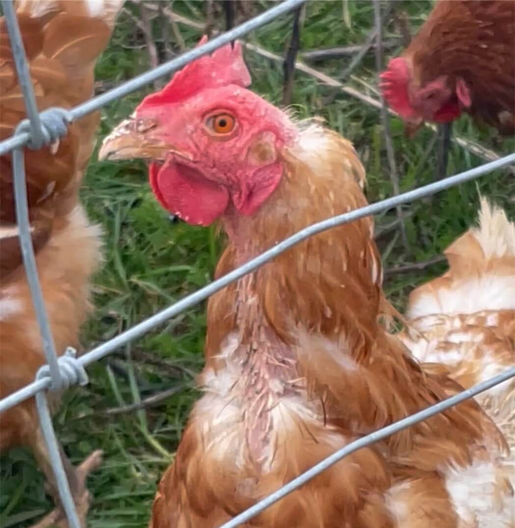 Verletzte Hühner in Bio-Betrieb mit mobilem Laufstall: PETA erstattet ...