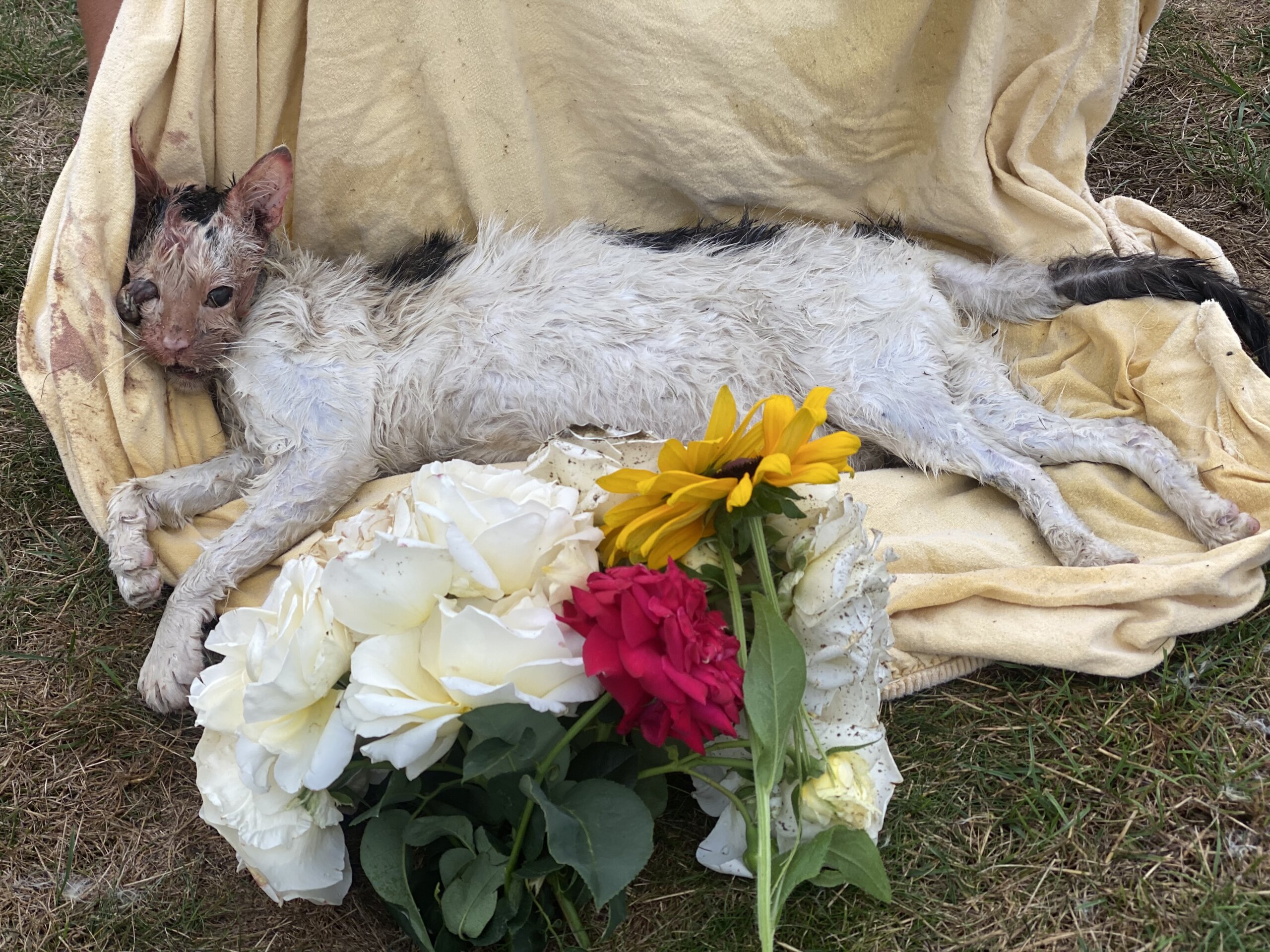 Ziethen (bei Anklam): Kater vergiftet und weiterer Kater schwer ...