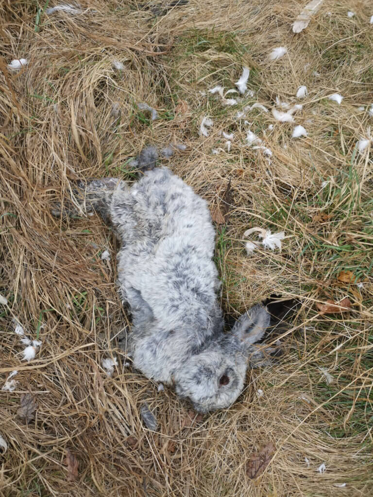 Serientäter vermutet: Mehrere Tierleichen in Schkölen-Nautschütz gefunden – PETA bietet 1000 ...