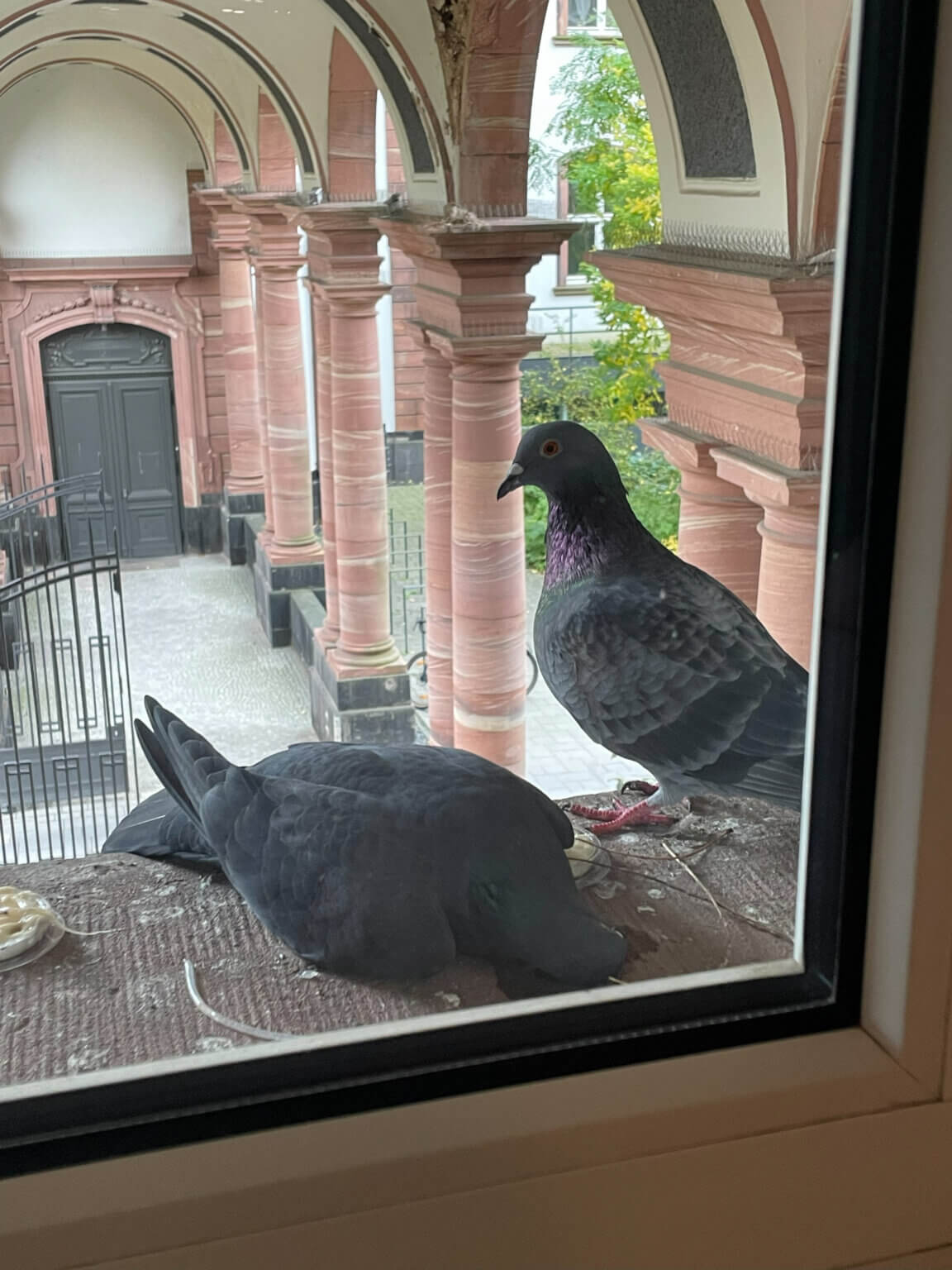Frankfurt: Senckenberg Naturmuseum tötet Taube auf qualvolle Art und ...