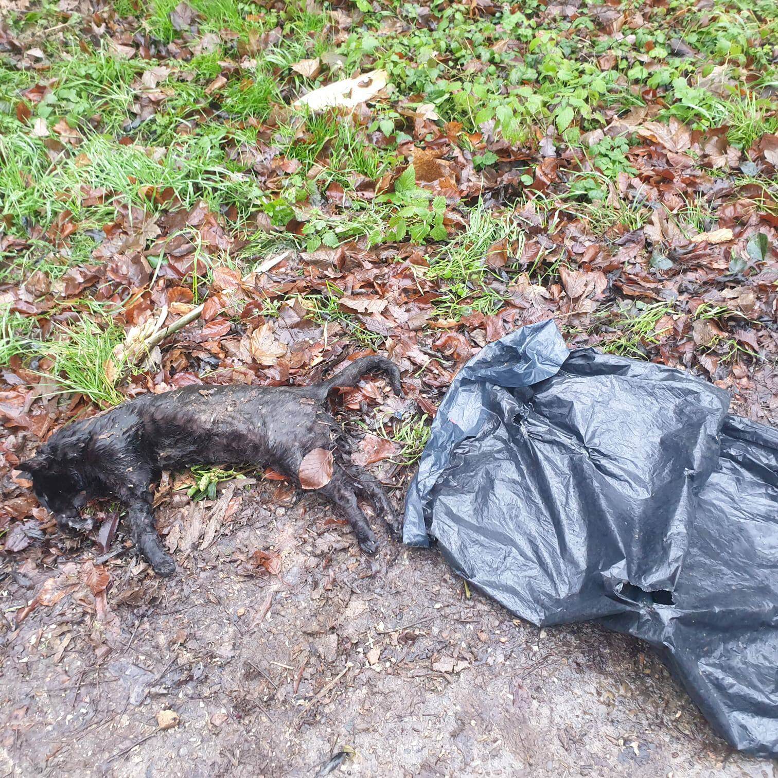 Uffenheim: Tote Katze in Müllsack gefunden – PETA bietet 1000 Euro ...