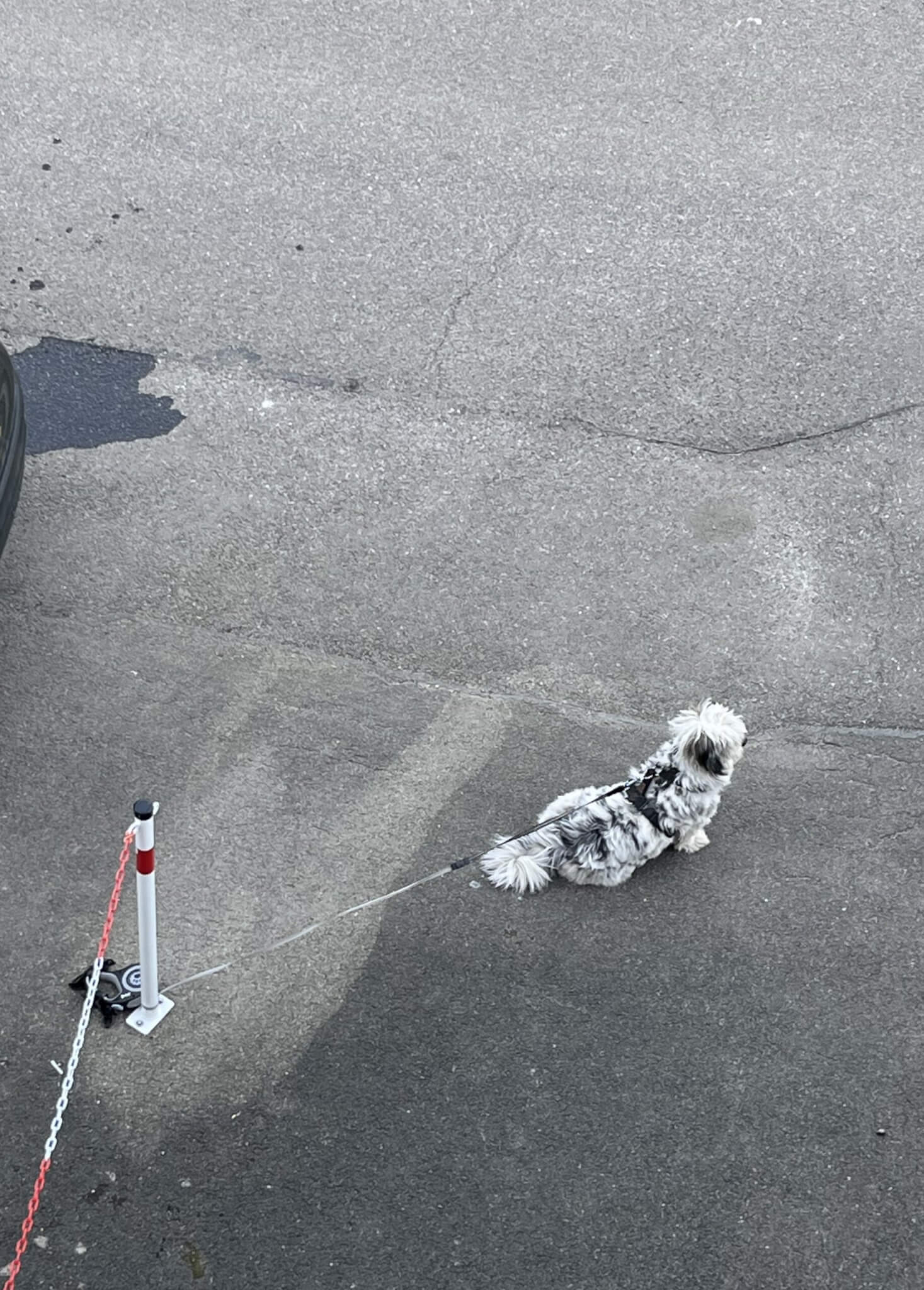 Nach PETA-Meldung: Veterinäramt befreit angebundenen Hund im Landkreis ...